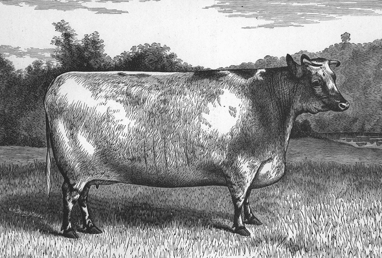 Shorthorn Breed History - Red White and Roan