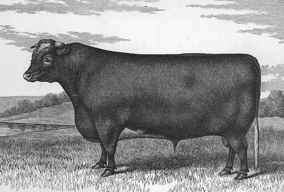 how to draw a shorthorn